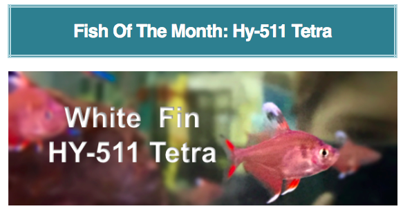 Revamp Your Tank This New Year!