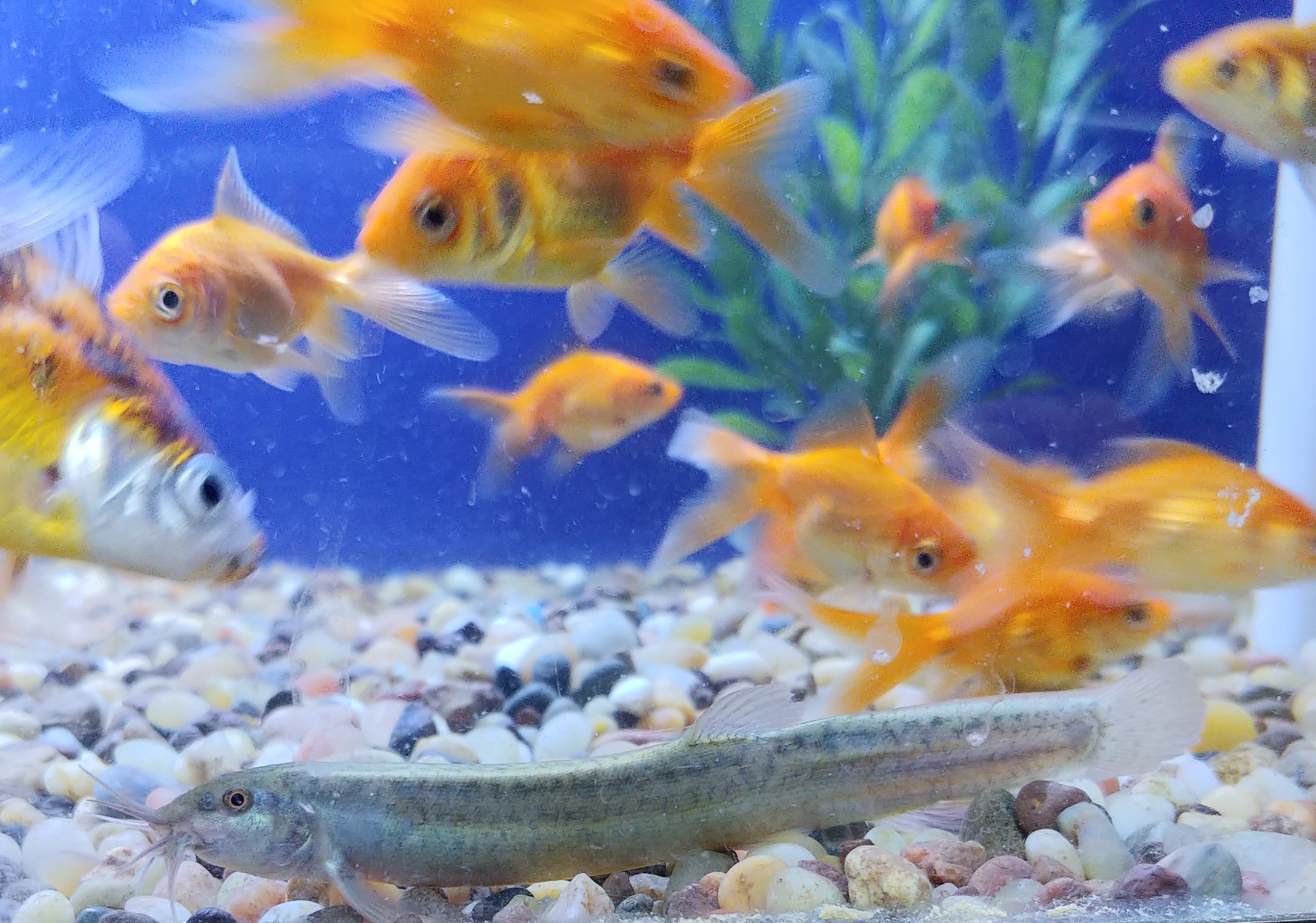 Weather Loach